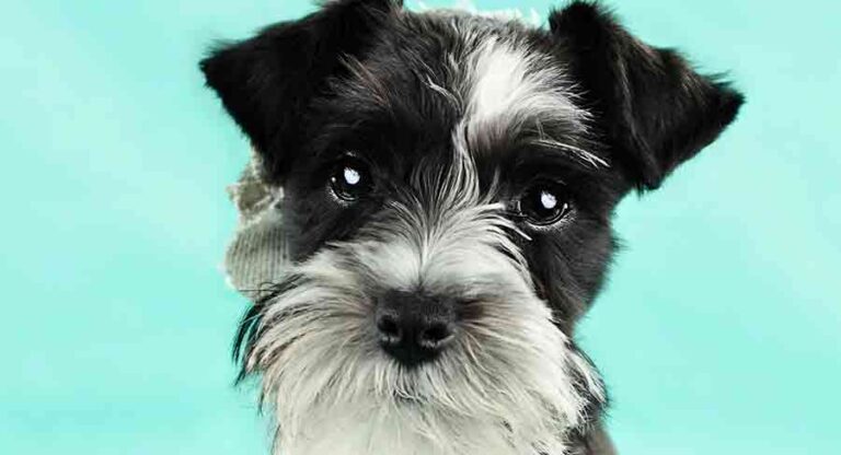 Parti Miniature Schnauzer - Is It The Patchy Dog For You?