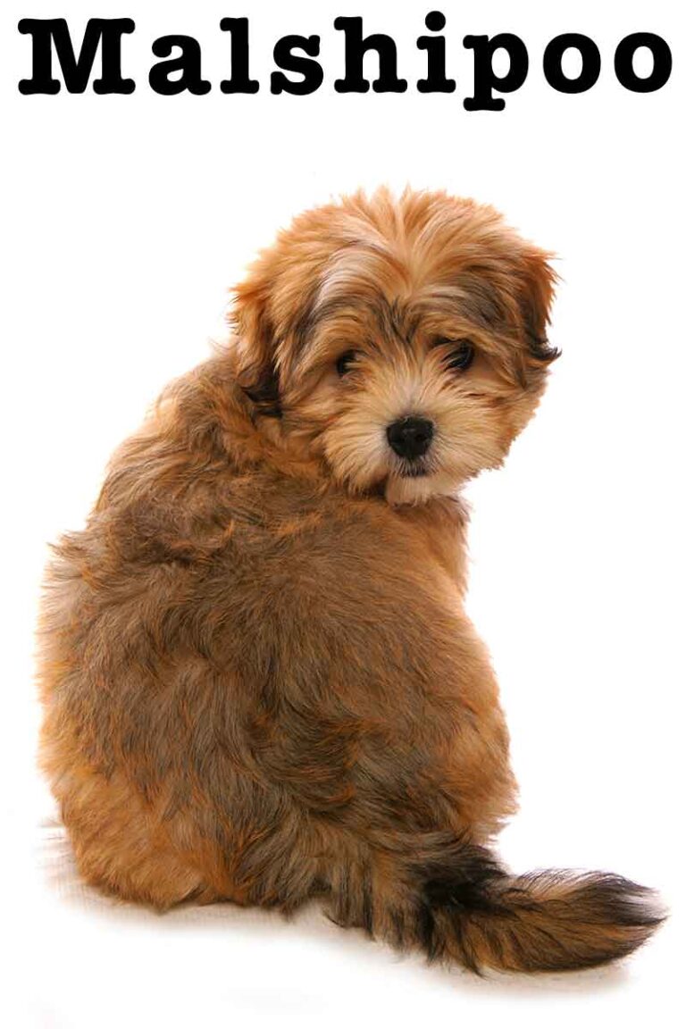 Malshipoo Dog - A Complete Guide To The Malshipoo Mix