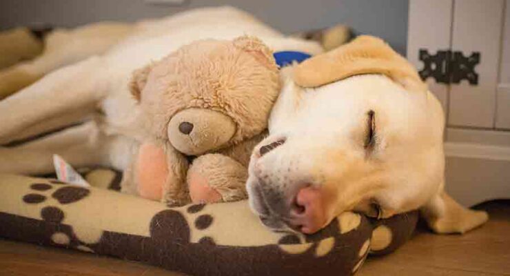 Calming Dog Toys To Help Your Dog Chill Out