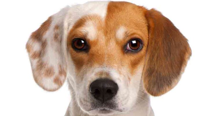Spotted Dog Breeds: 18 Dogs With Spots, Splodges, And Speckles