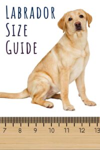 Labrador Size Guide: What to Expect From Your Full Grown Lab