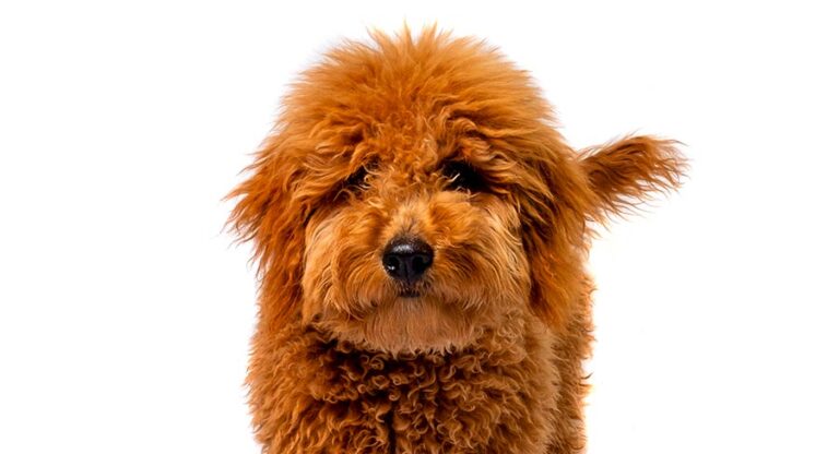 Predicting the Size of your Adult Full Grown Mini Labradoodle Puppy