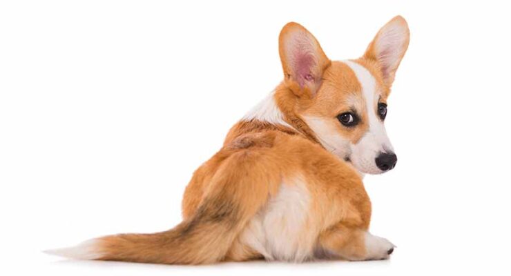 Dog Facts And Fun Archives - Page 3 of 8 - The Happy Puppy Site