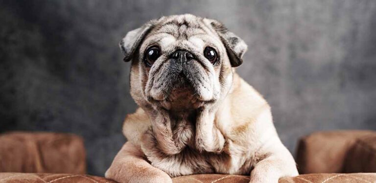 Old Pug - How To Give You Dog A Good Old Age