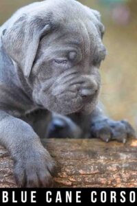 Blue Cane Corso