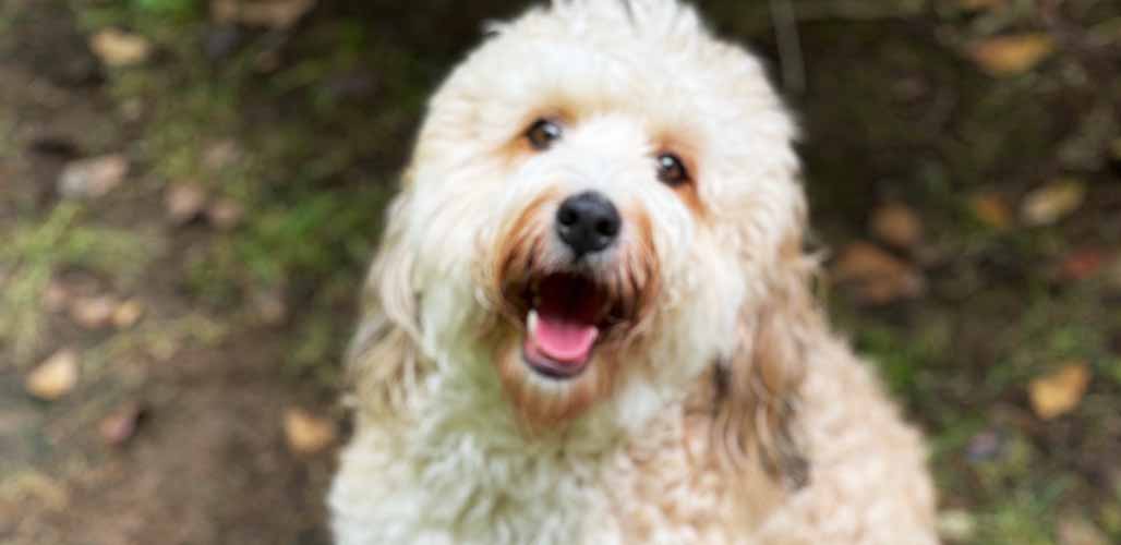 What Is A Sable Bernedoodle