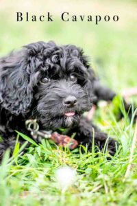 Black Cavapoo Appearance, Temperament And Care