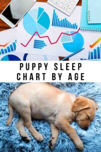 Puppy Sleep Chart By Age - What To Expect And When