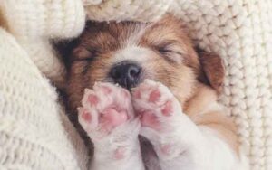 The Happy Puppy Site