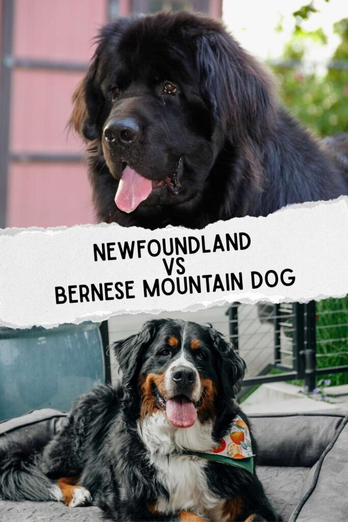 Bernese Mountain Dog vs. Newfoundland: Which Gentle Giant Is Right for ...