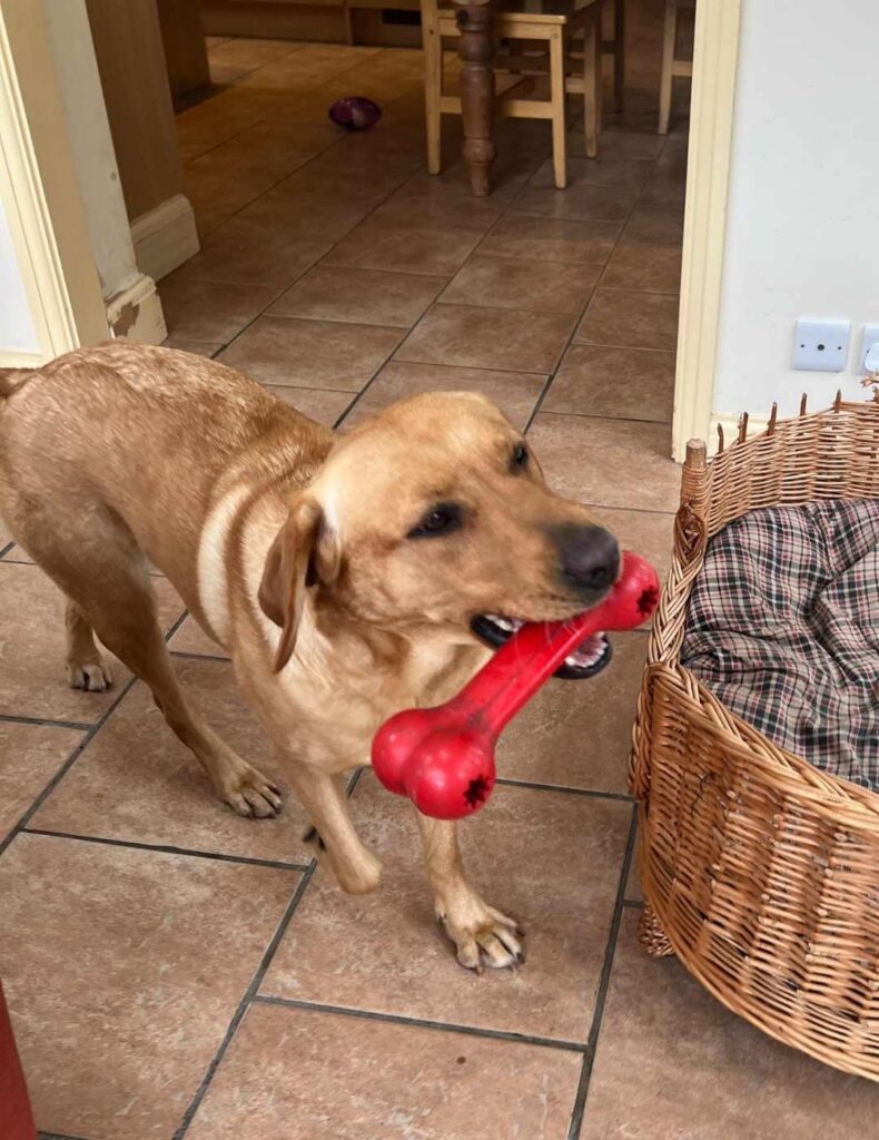 The Best Dog Toys - As Approved By Our Pups