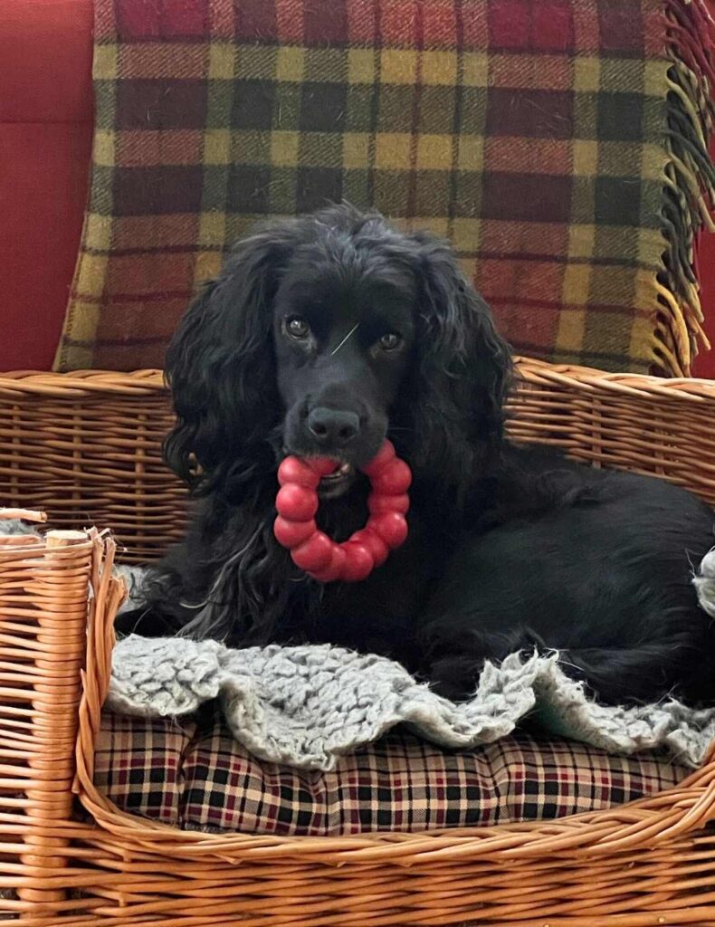 The Best Dog Toys - As Approved By Our Pups