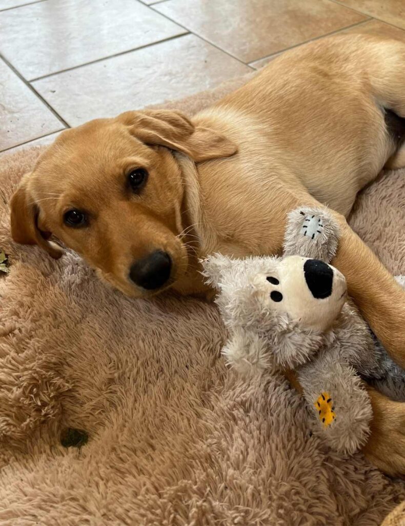 The Best Dog Toys - As Approved By Our Pups
