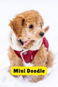 Mini Doodle Dogs - The Smallest Poodle Mixed Pets